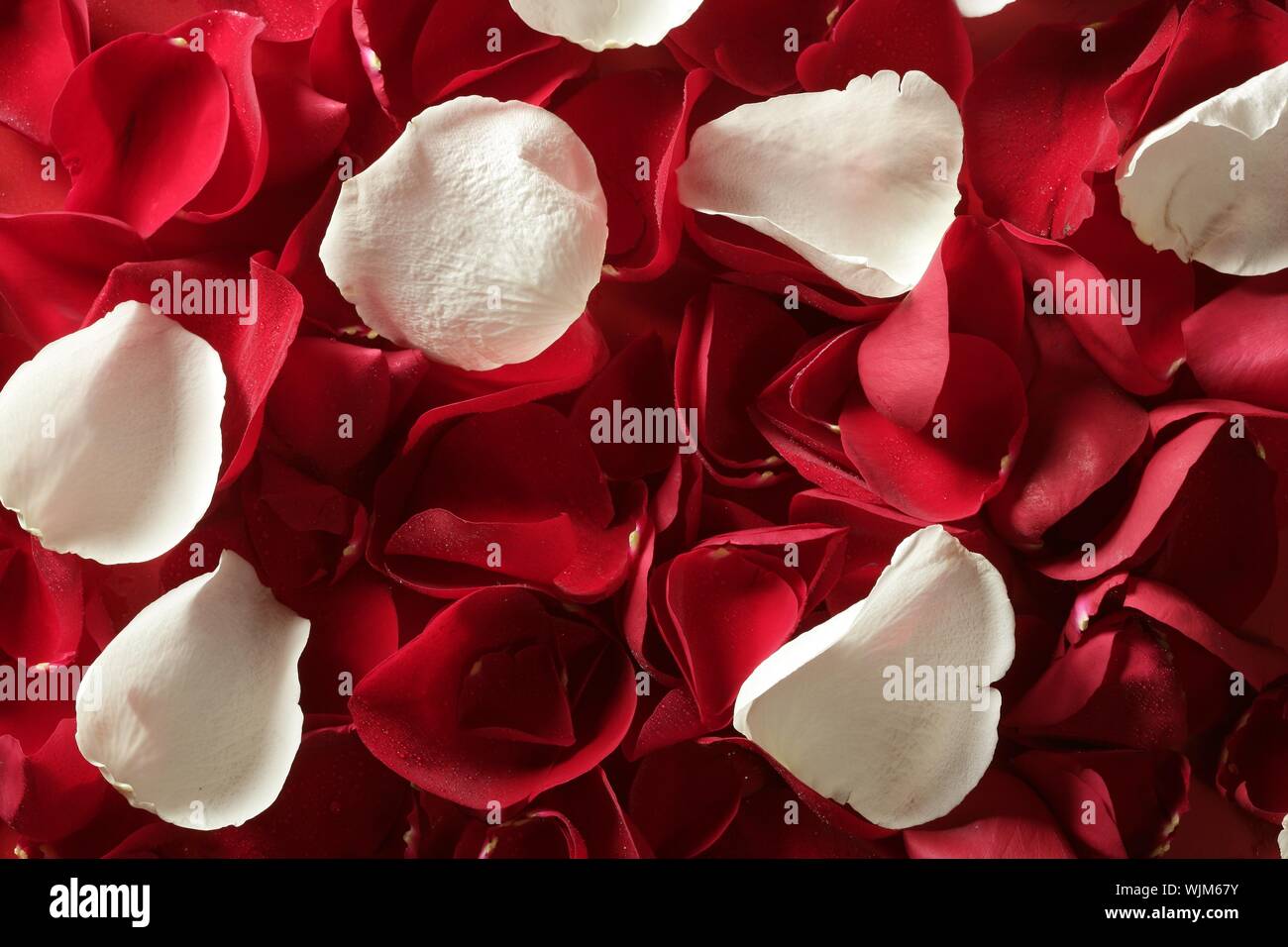 Red rose petals texture background, transparent flowers Stock Photo - Alamy