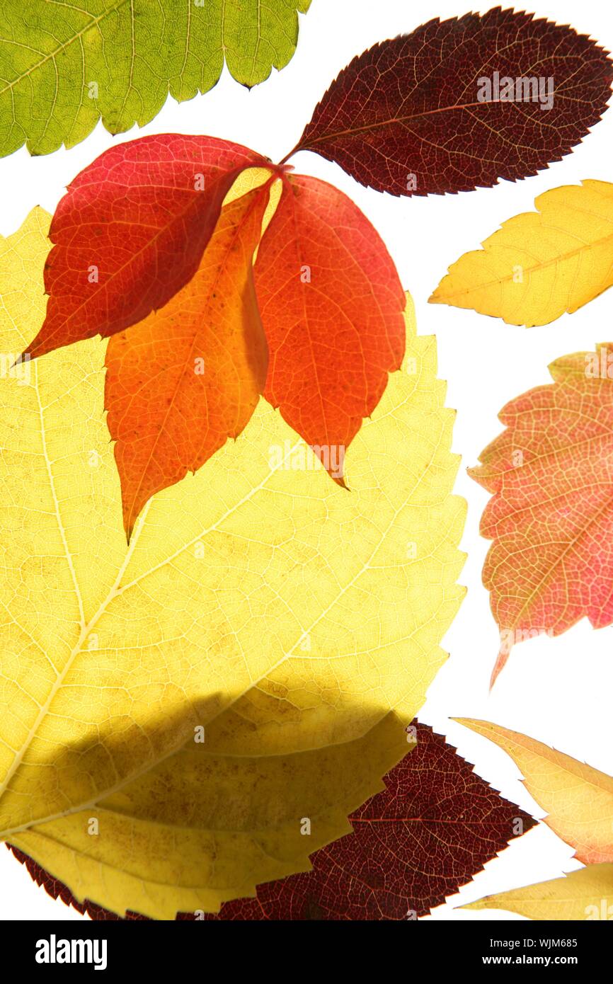 Autumn, fall leaves decorative still at studio white background, using ...