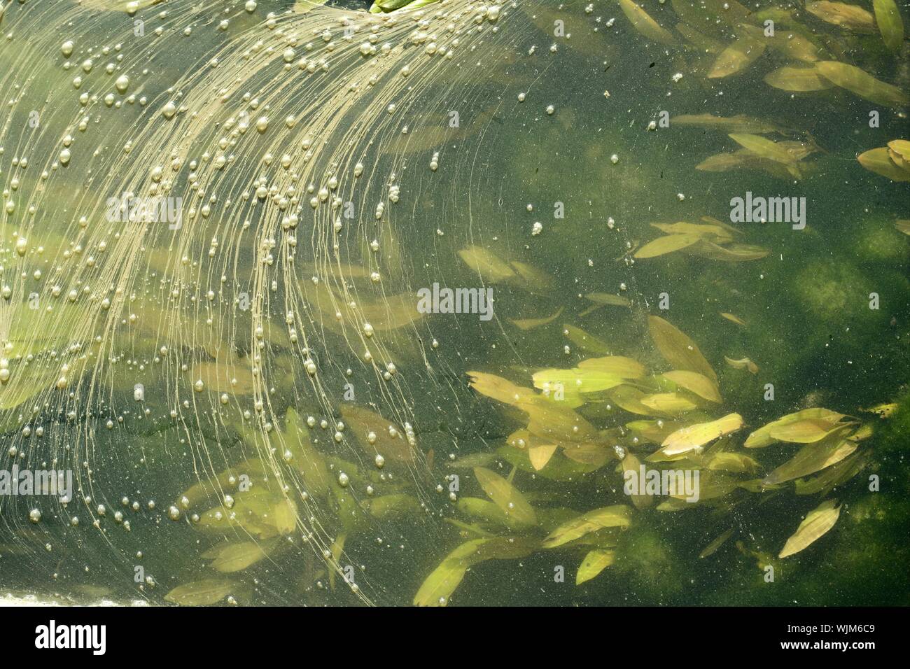 Abstract background of river surface plants, green leaves, seaweed and ...
