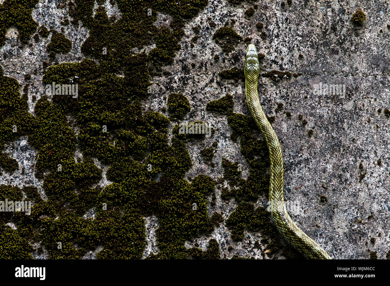 Stone snake hi-res stock photography and images - Alamy