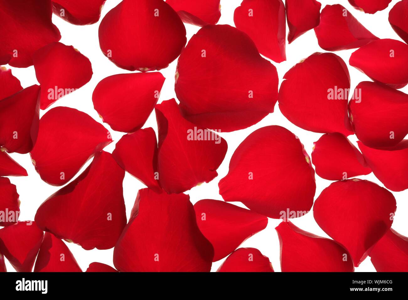 Red rose petals texture background, transparent flowers Stock Photo - Alamy