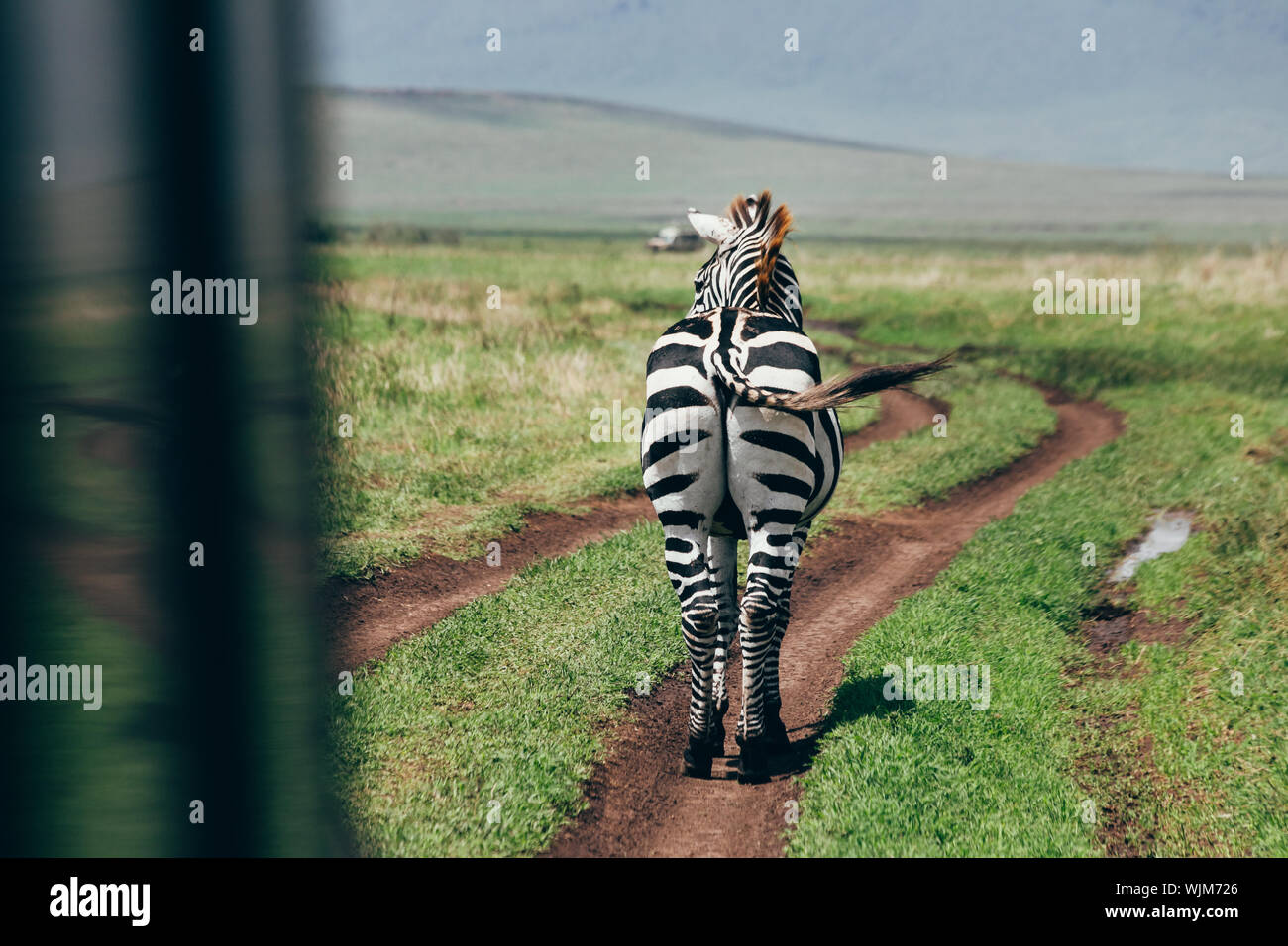 Zebra's behind seen from a safari car close up Stock Photo - Alamy