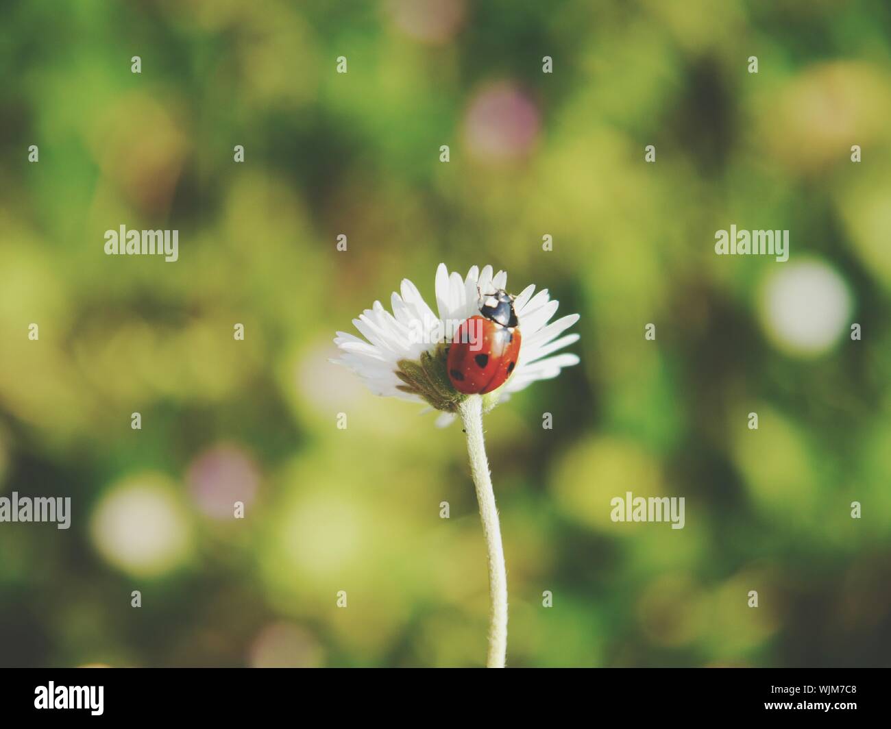 White ladybug hi-res stock photography and images - Alamy