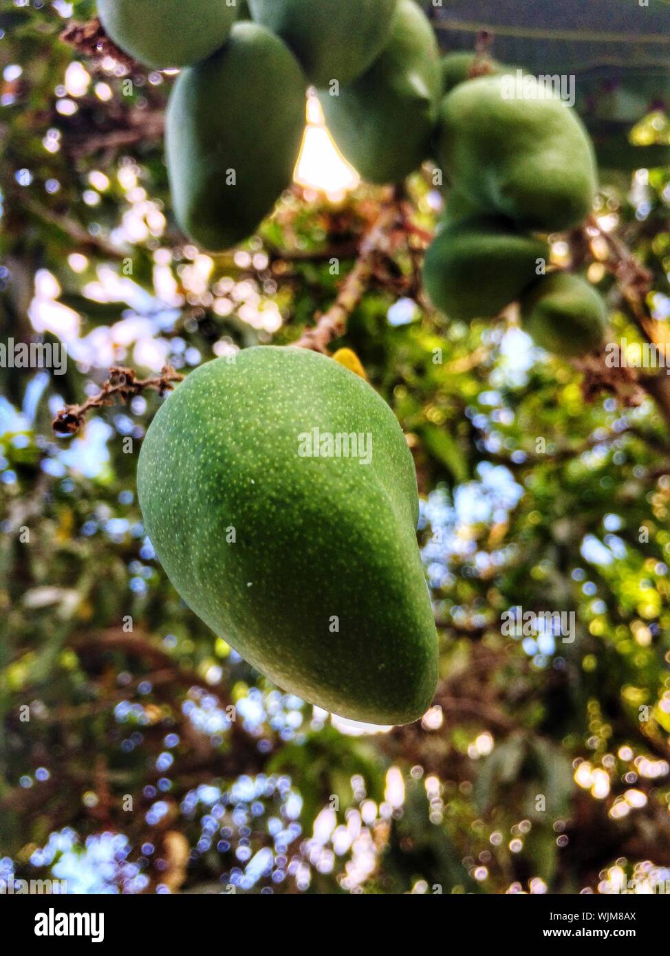 Close up mangoes on branch hi-res stock photography and images - Alamy