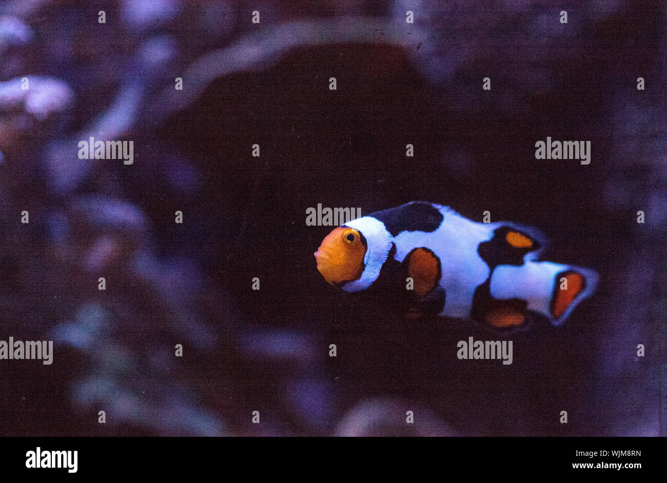 Black, orange, and white clownfish anemonefish is also called ...