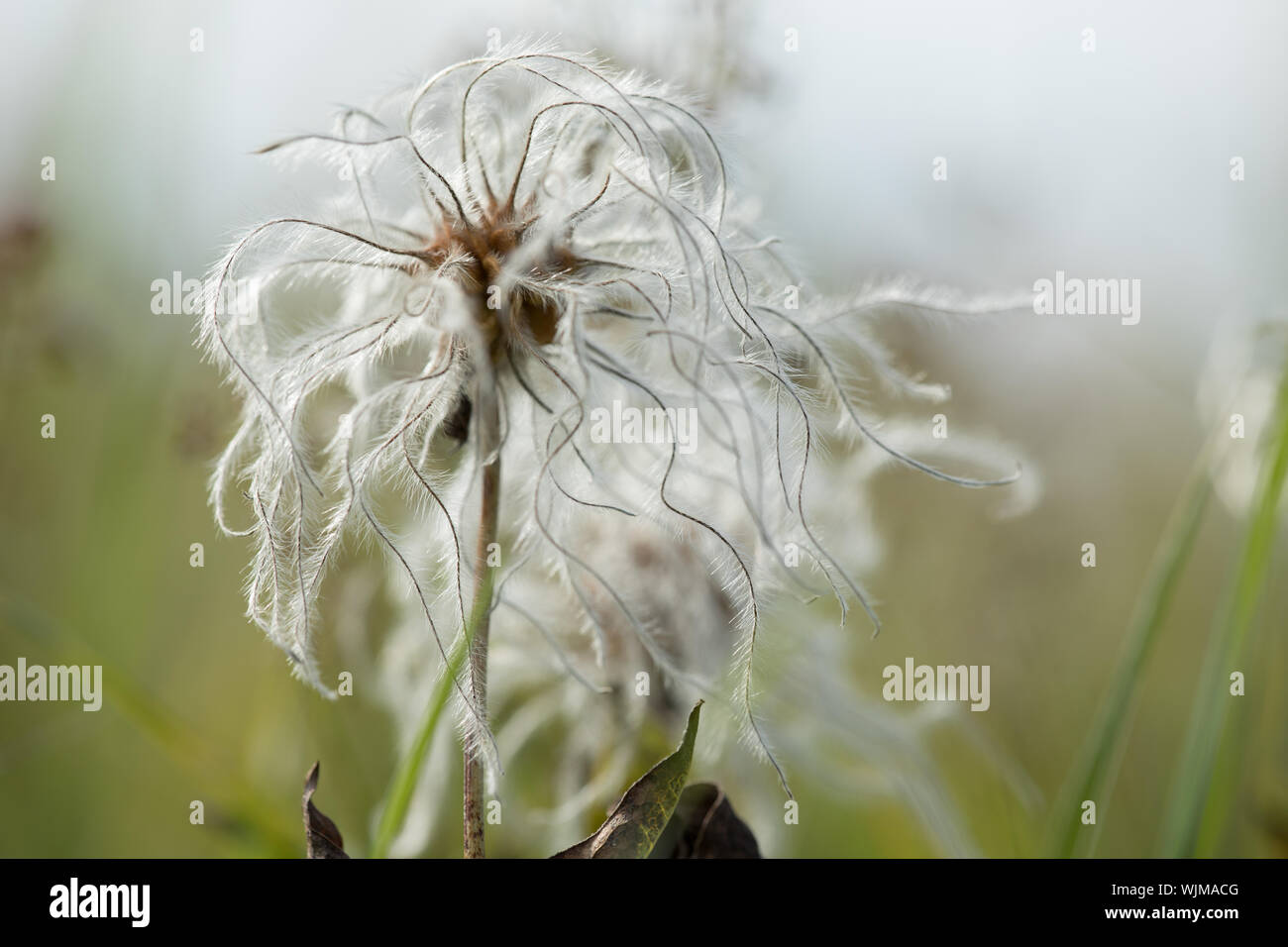 Wilted Crop High Resolution Stock Photography and Images - Alamy