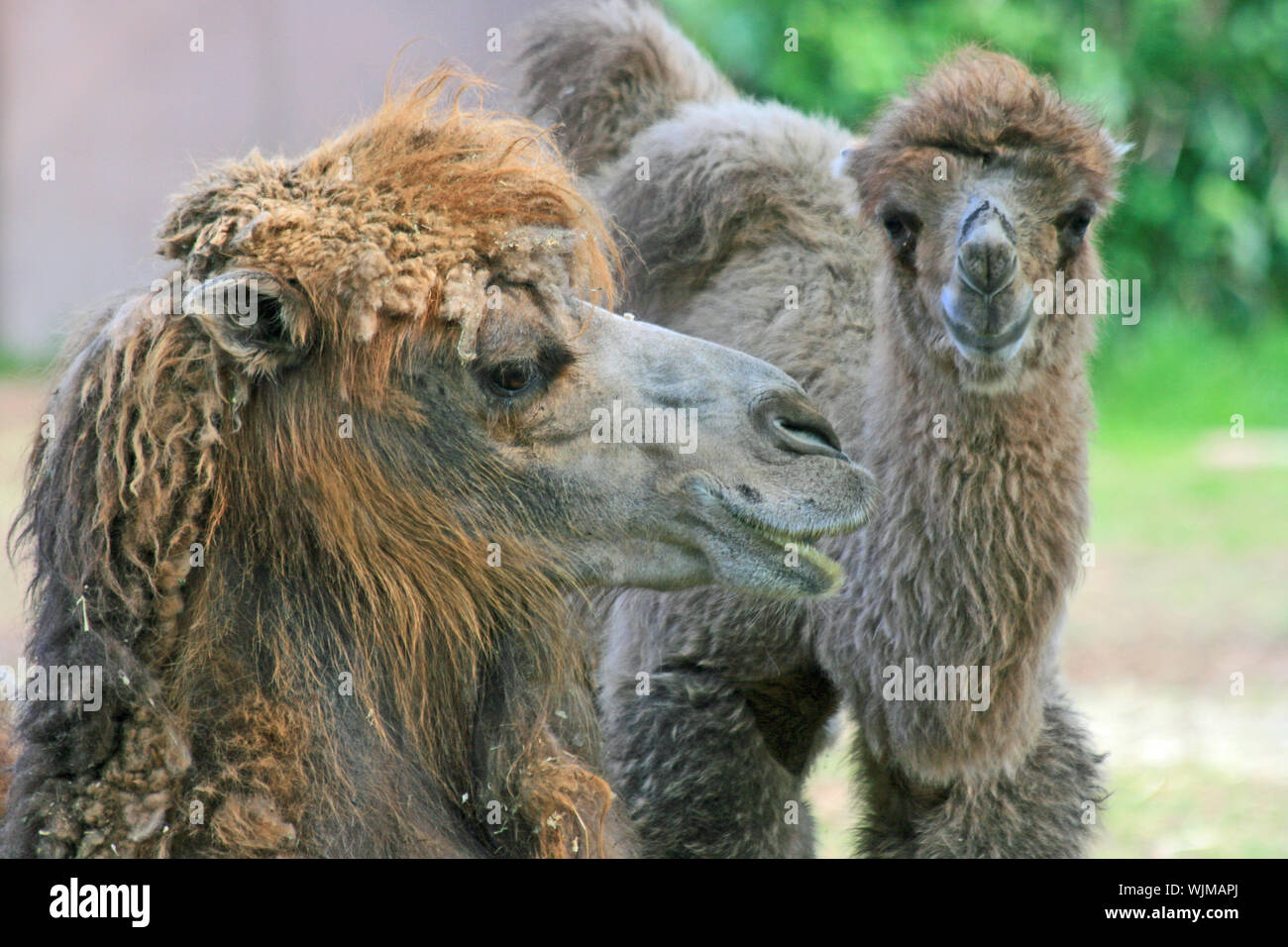 Profile of camel hi-res stock photography and images - Alamy