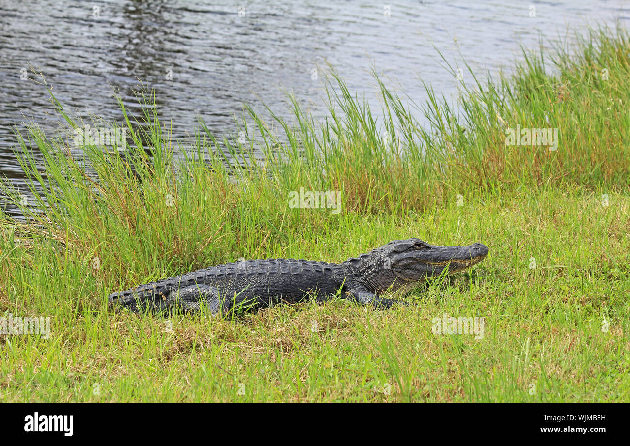 Alligator laying on grass, Florida Stock Photo - Alamy