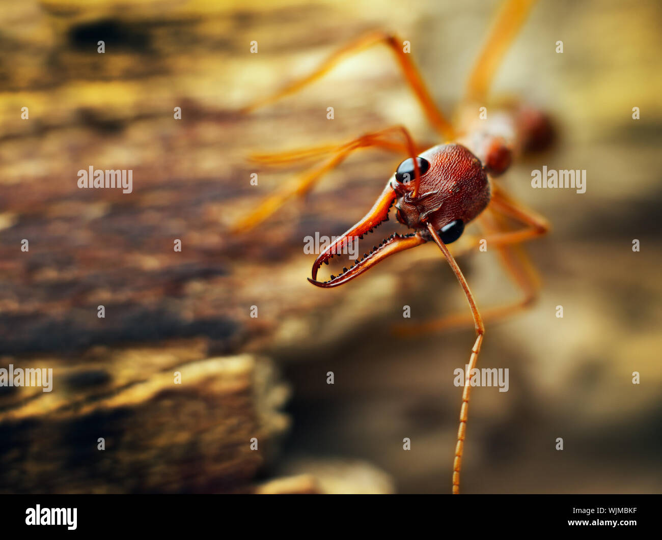 Bulldog Ant Sting