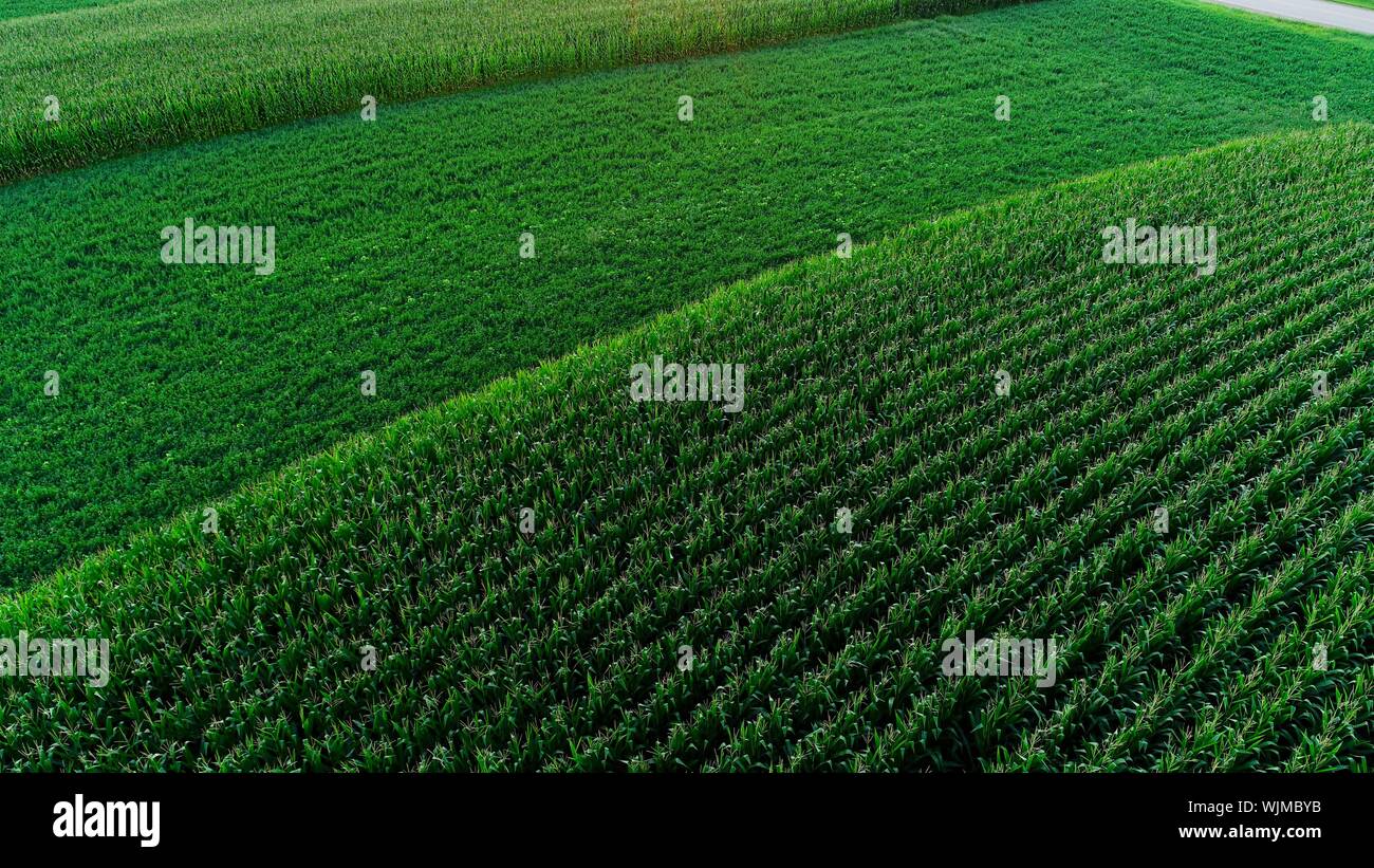 Contour Bunding Soil Conservation