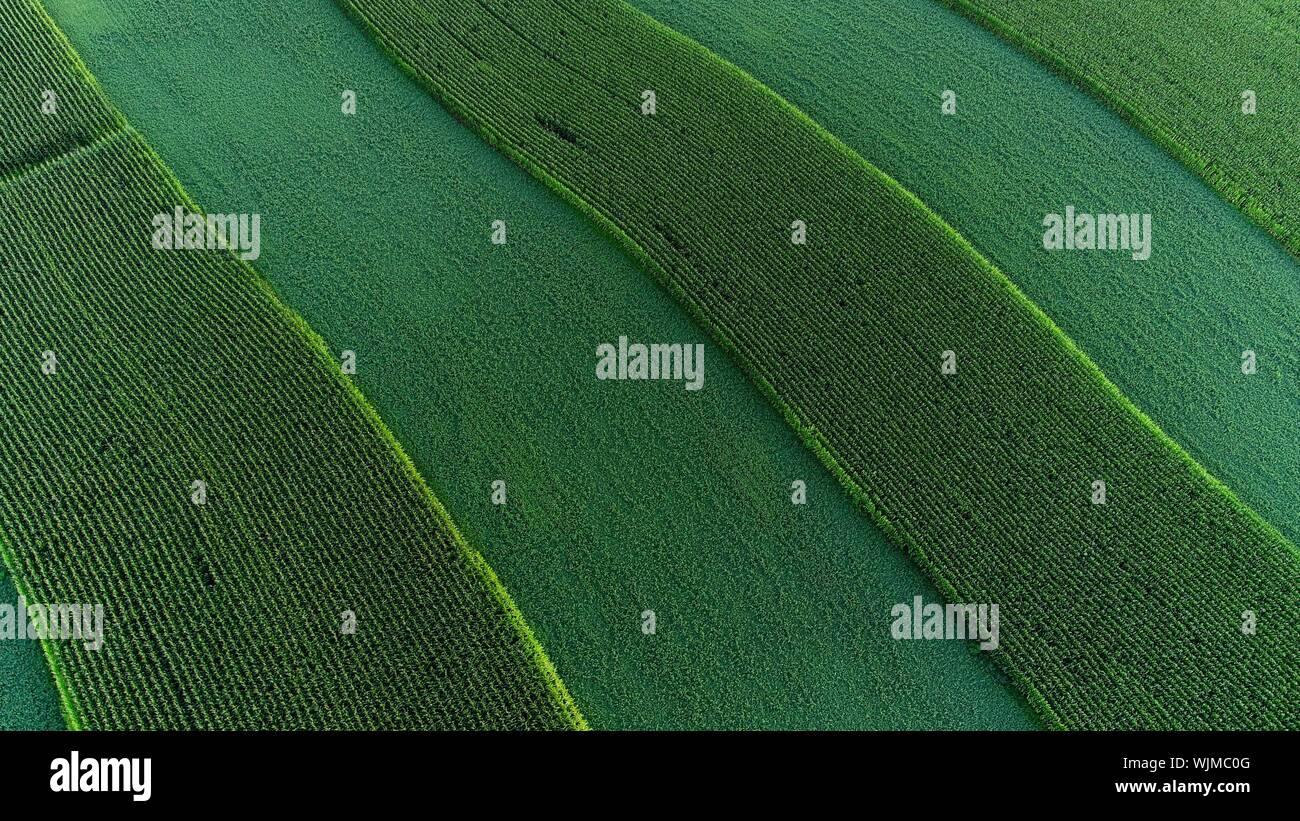 Strip Cropping Diagram