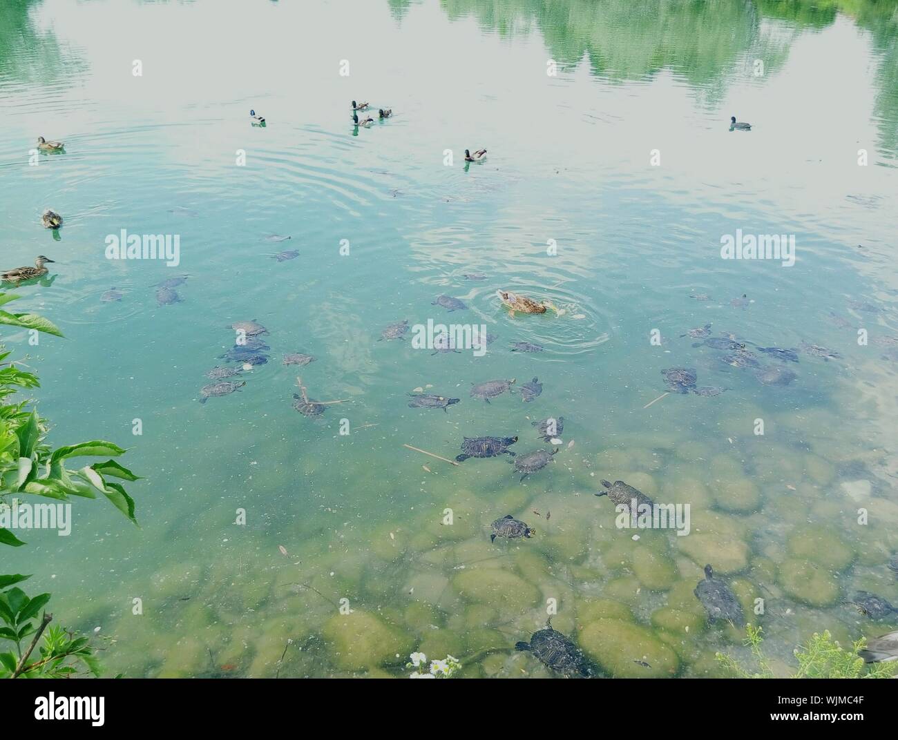 Mallard duck turtles hi-res stock photography and images - Alamy