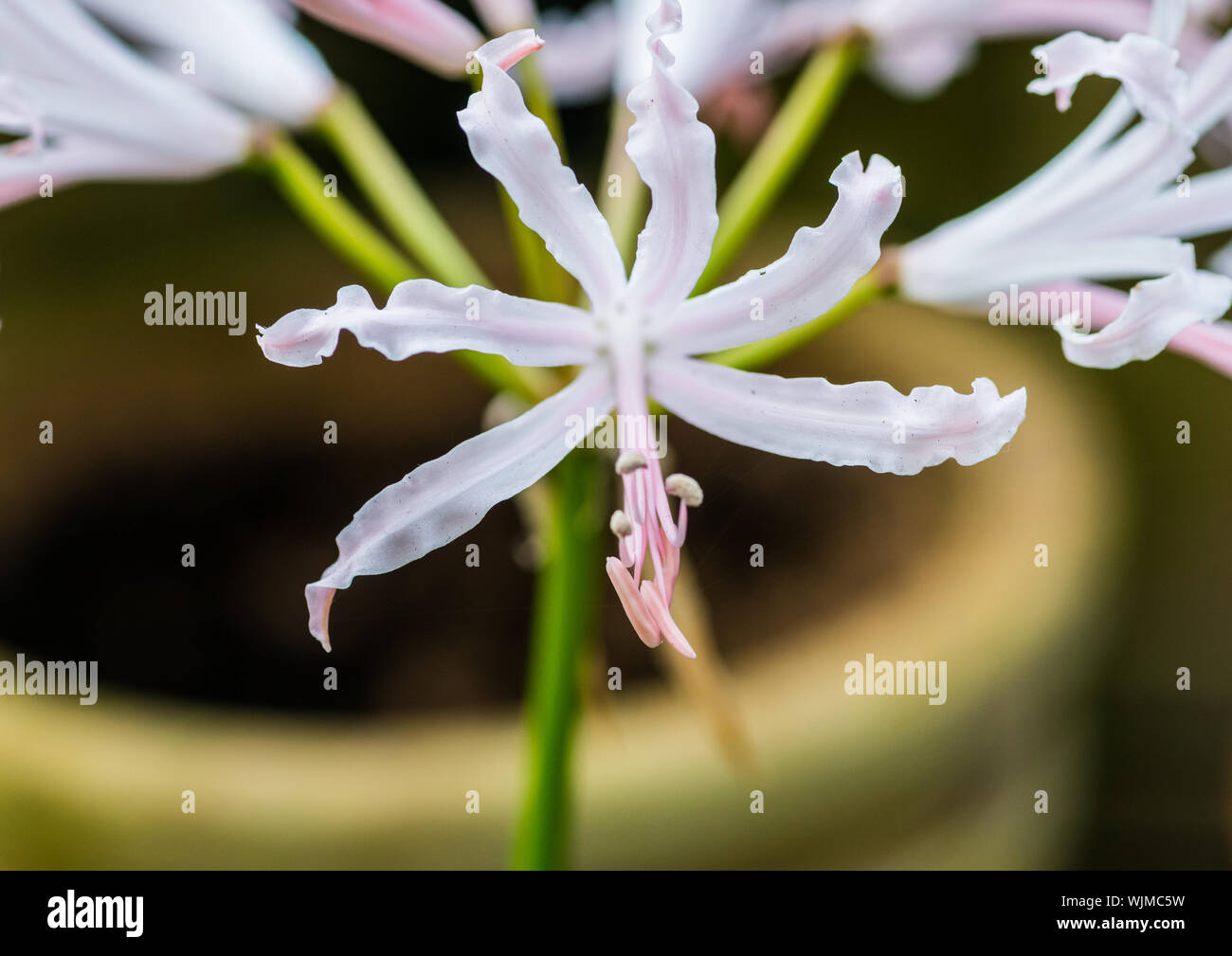 White nerine hi-res stock photography and images - Alamy
