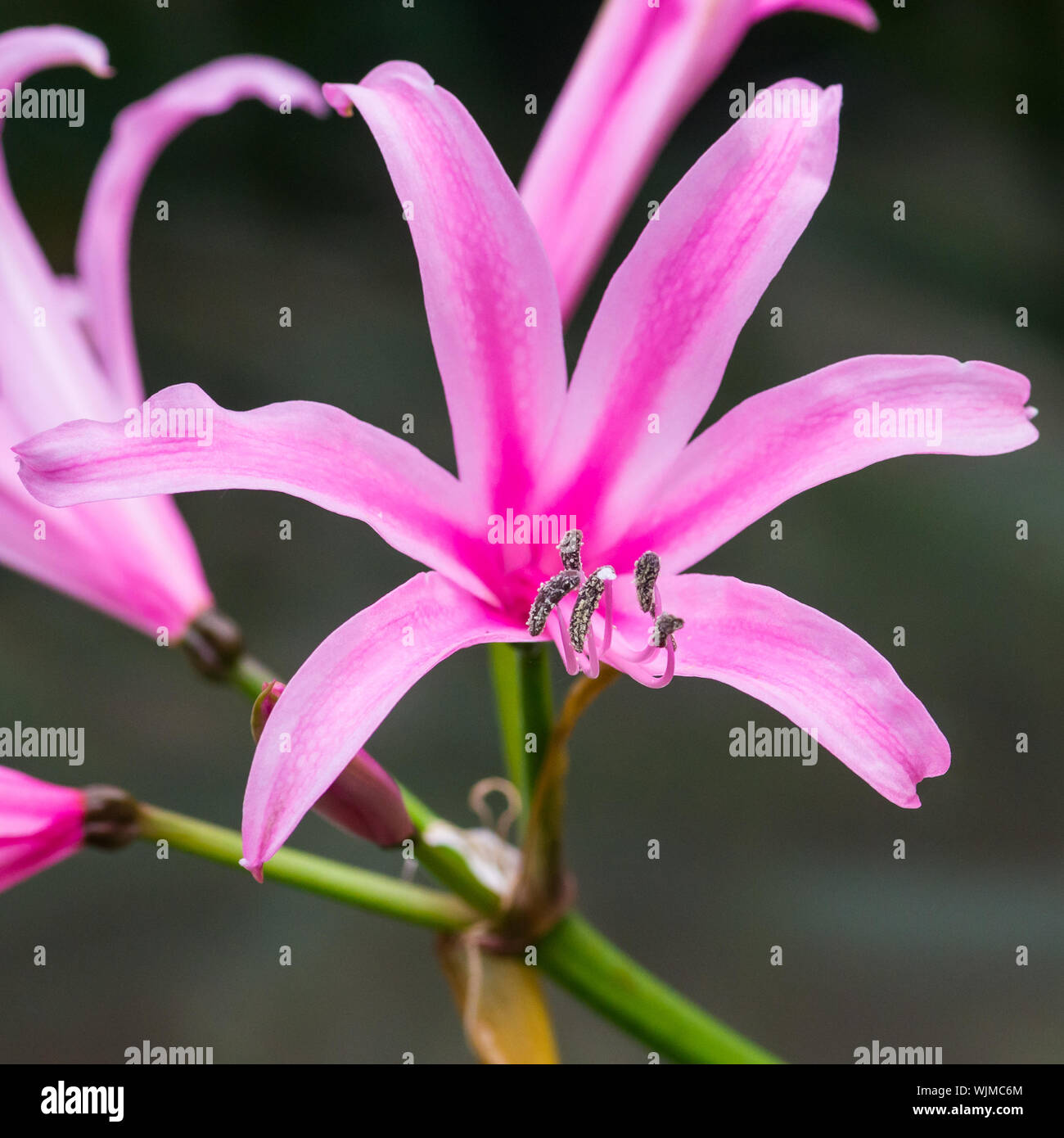 A macro shot of a pink nerine bowdenii bloom Stock Photo - Alamy