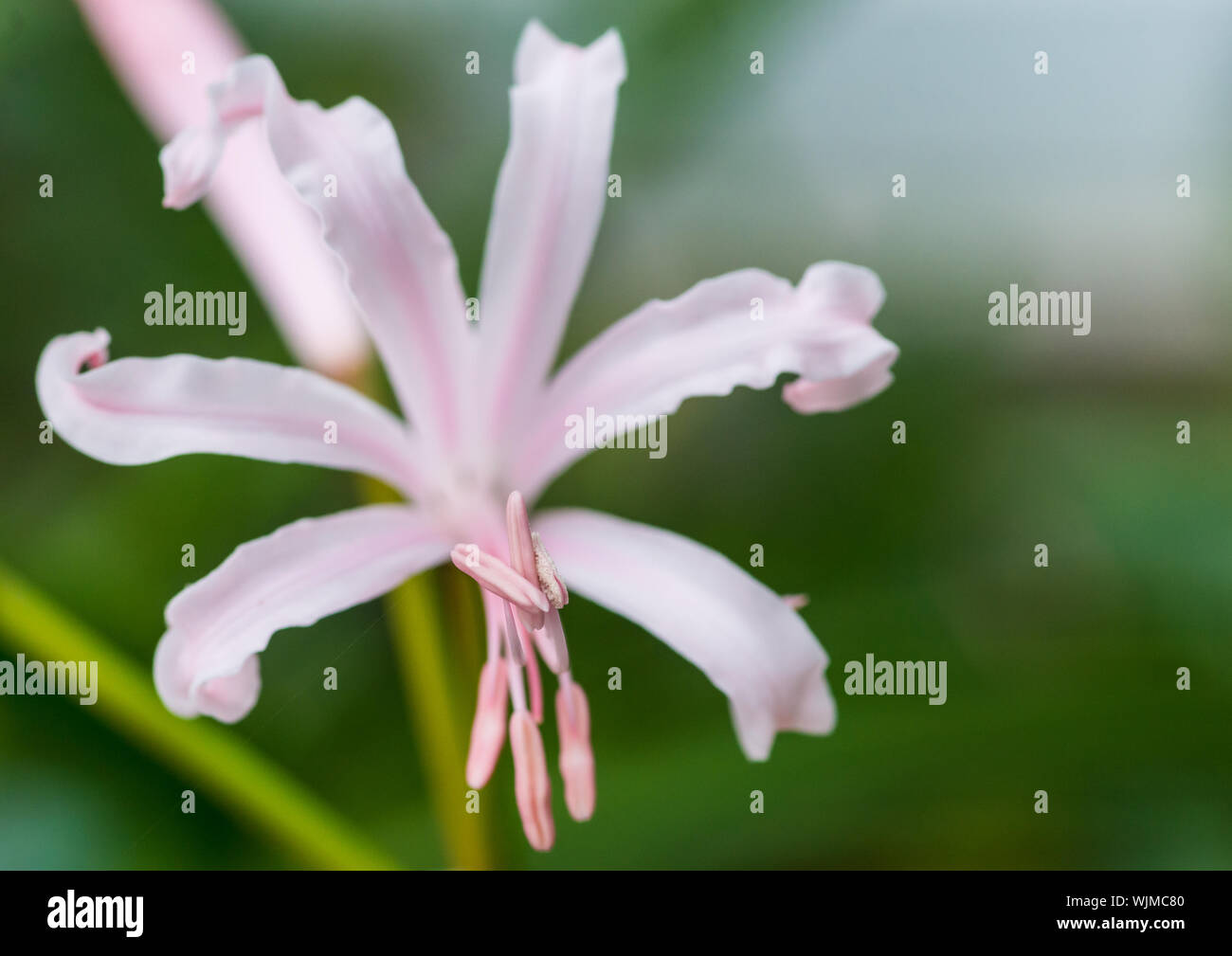 Nerine bowdenii white hi-res stock photography and images - Alamy