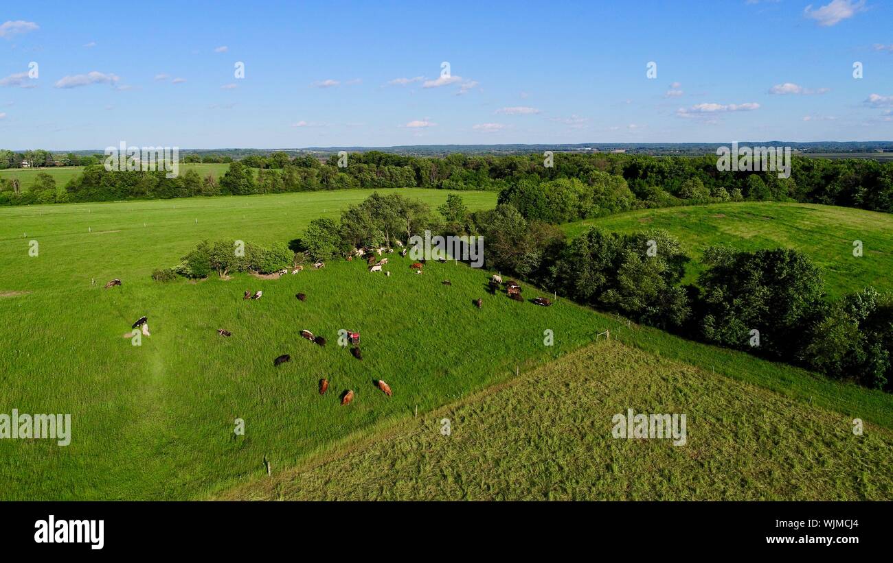Aerial view at sunset over Brattset Family Farm, an organic beef farm ...