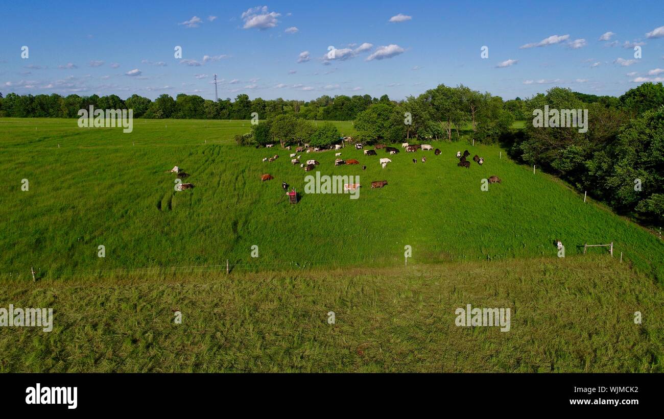 Aerial view at sunset over Brattset Family Farm, an organic beef farm ...