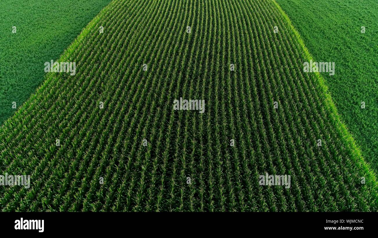 Contoured fields of corn and alfalfa hay grasses on farmland to help ...