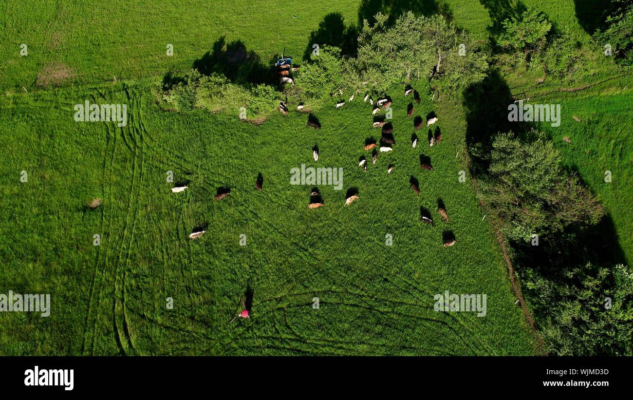 Aerial view of green, grassy pasture field with grazing cows ...