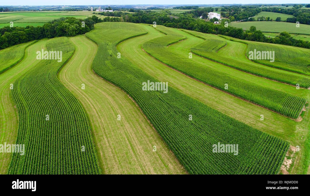 Contoured fields of corn and alfalfa hay grasses on farmland to help ...