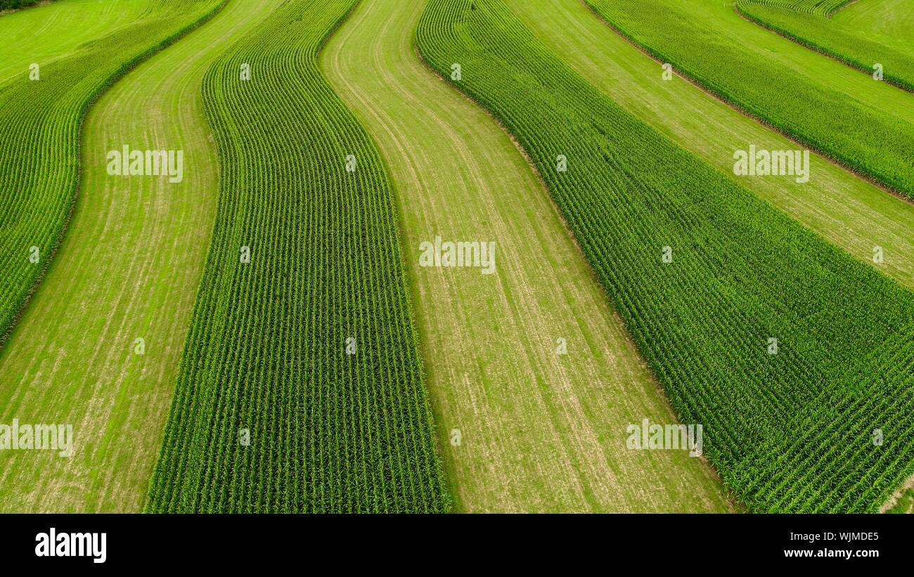 Contour Bunding Soil Conservation