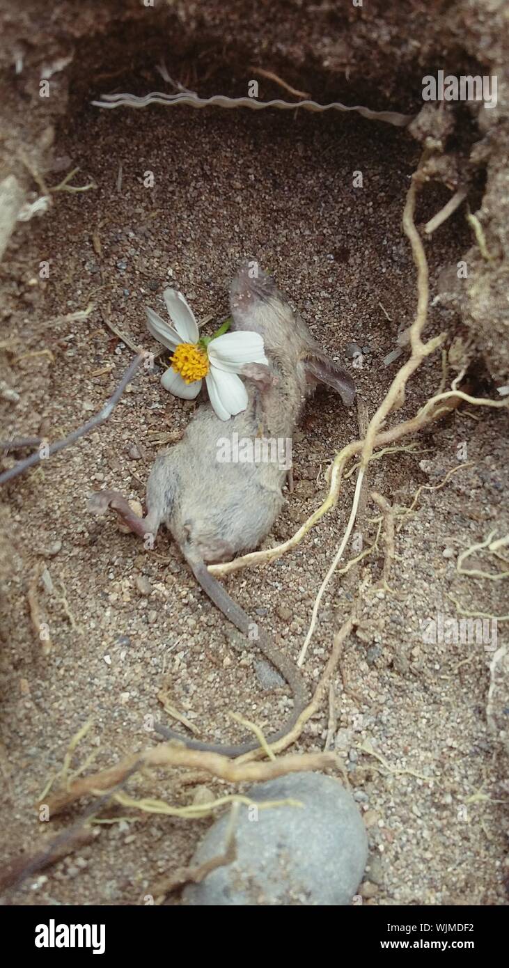 Root Rat High Resolution Stock Photography and Images - Alamy