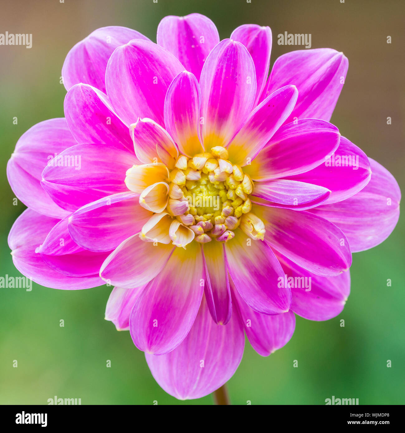 Dahlia Take Off High Resolution Stock Photography and Images - Alamy