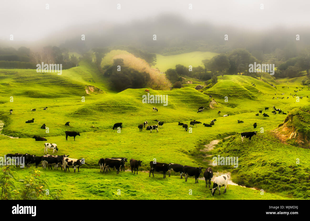 Sheep cow herd new zealand hi-res stock photography and images - Alamy