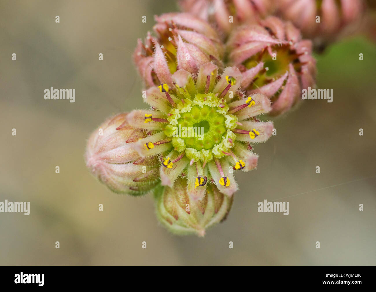 Houseleek flower hi-res stock photography and images - Alamy