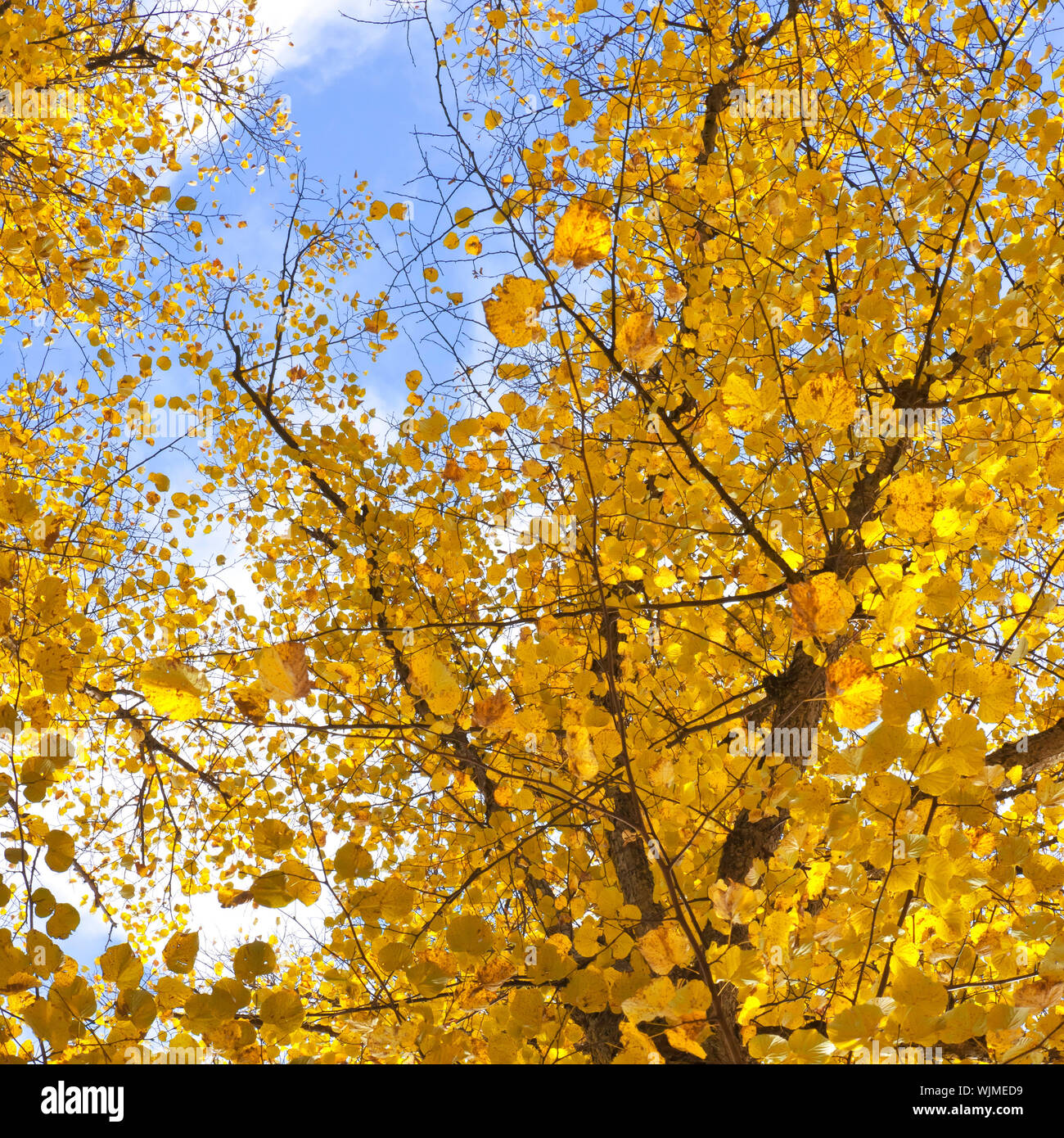 An image of an autumn golden leaf tree Stock Photo - Alamy