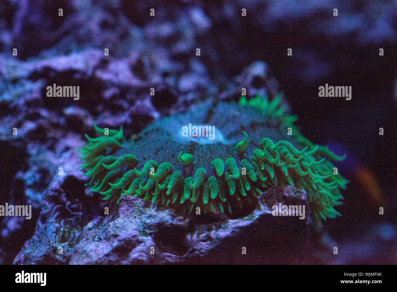 Giant green anemone Anthopleura xanthogrammica on a reef in Southern ...