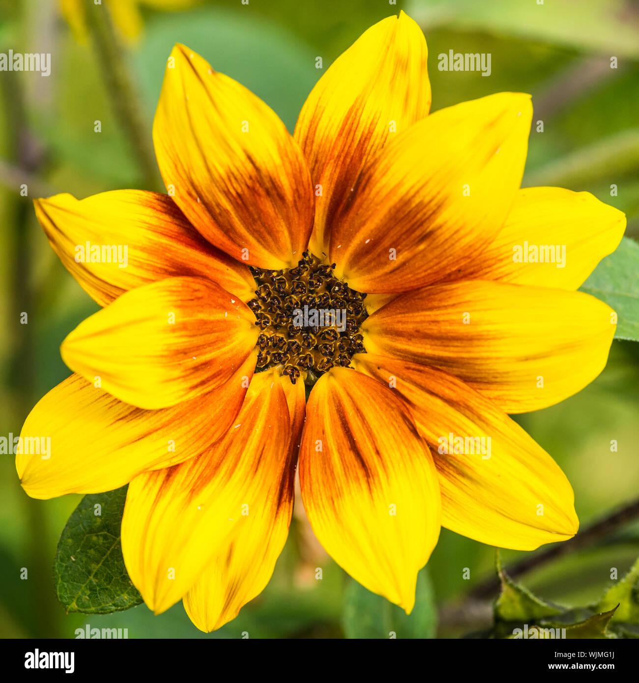Solar flash sunflower hi-res stock photography and images - Alamy