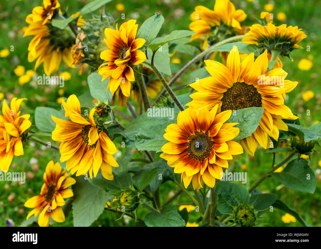 Solar flash sunflower hi-res stock photography and images - Alamy