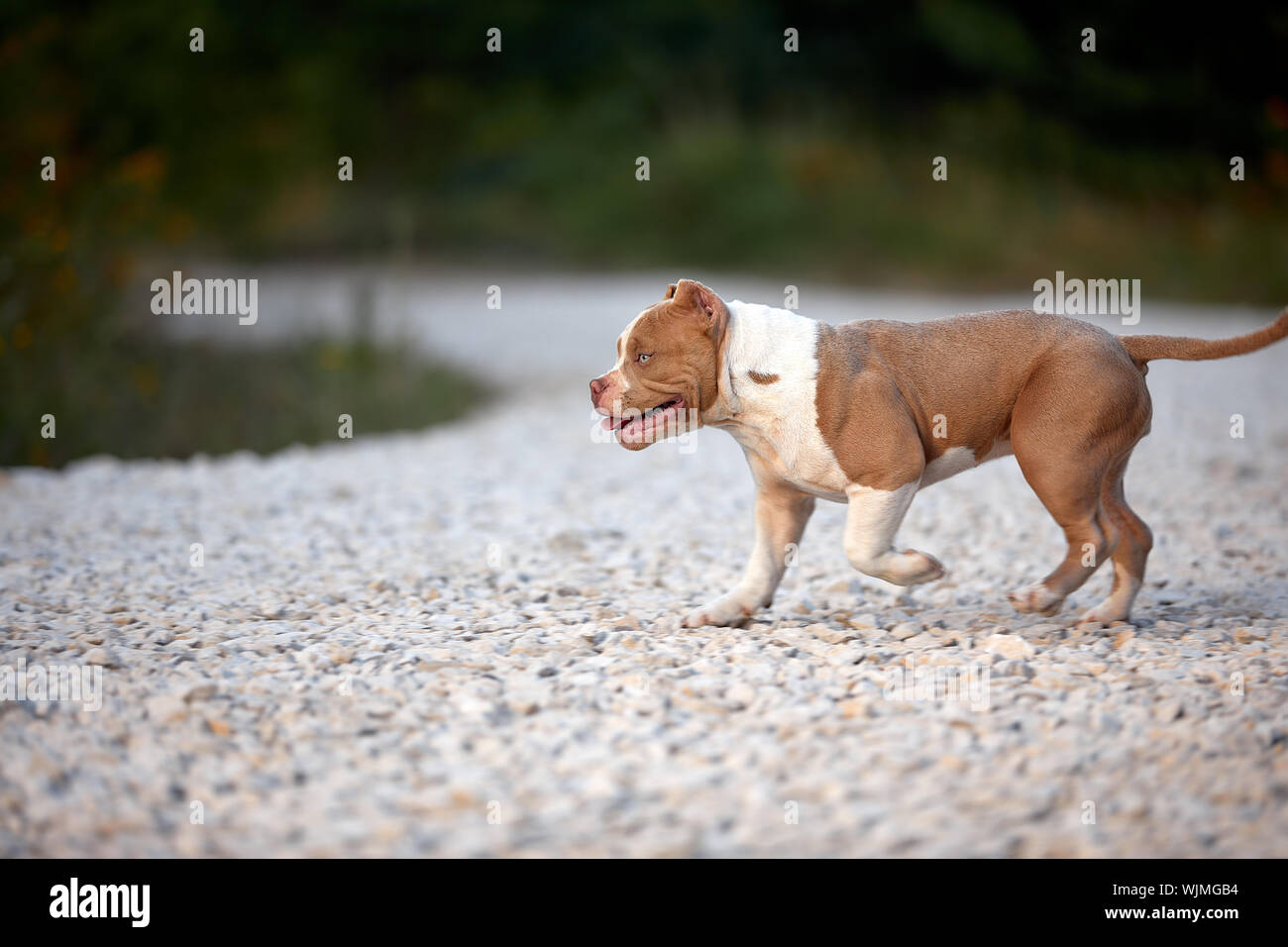 Cheerful dog bully run on gravel track and playing in the park Stock ...