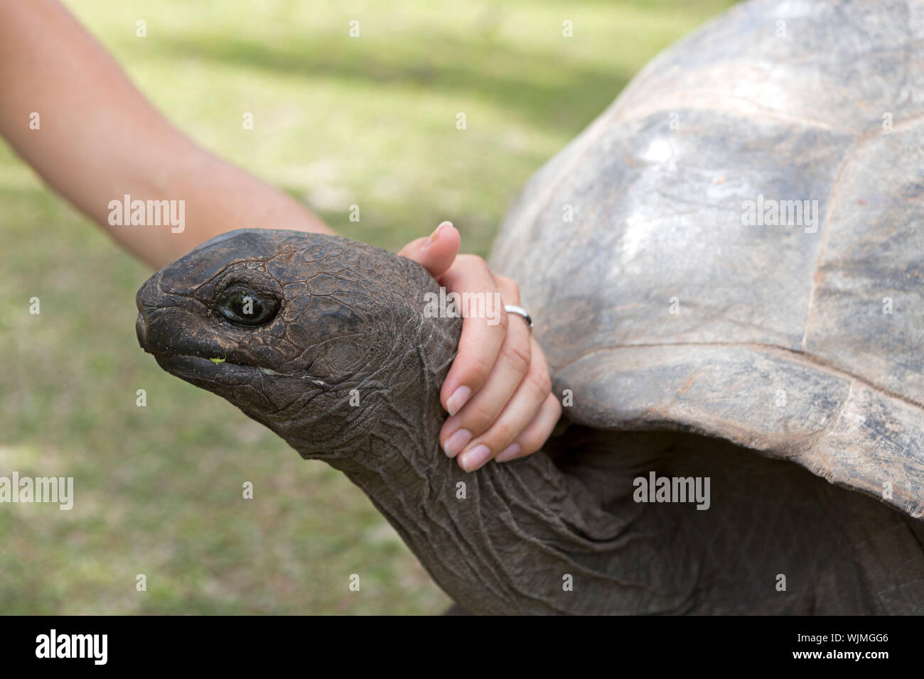 Holding tortoise hi-res stock photography and images - Alamy