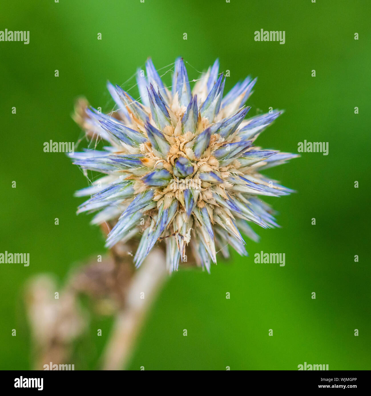 Blue echinops hi-res stock photography and images - Alamy