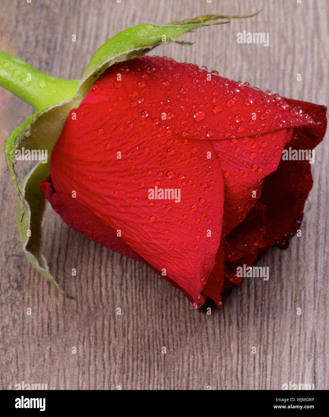 Beautiful Red Rose with Water Droplets closeup on Wooden background ...