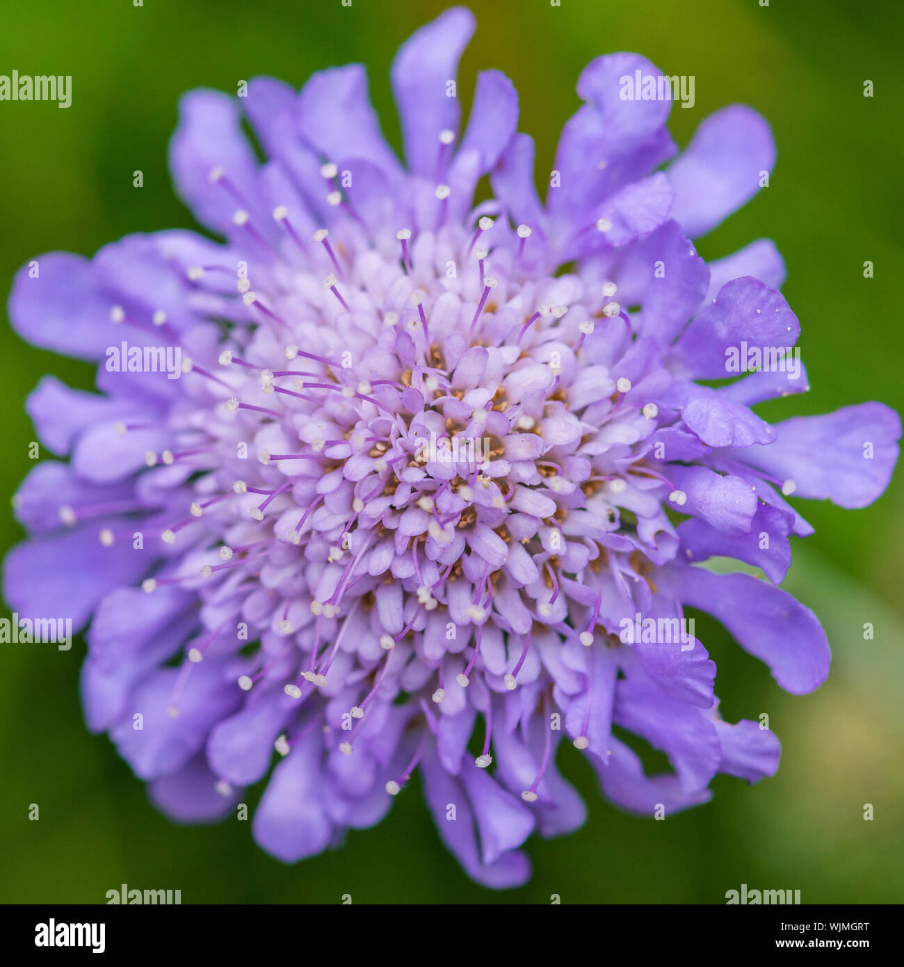 Scabious butterfly blue hi-res stock photography and images - Alamy