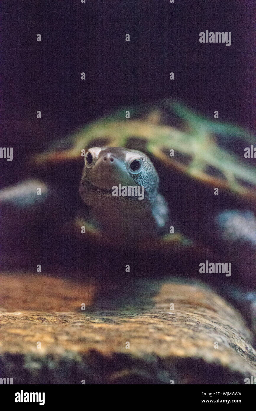 Diamondback terrapin Malaclemys terrapin turtle with a long neck peers ...