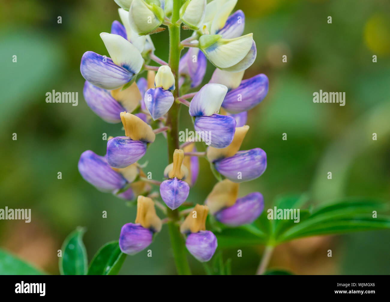Lupin bloom hi-res stock photography and images - Alamy