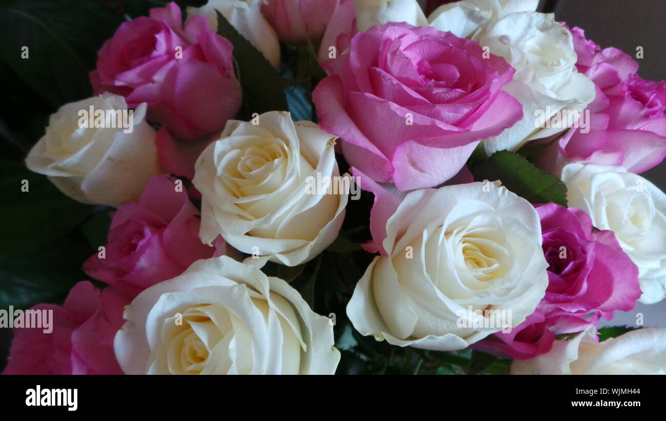 Pink and cream hi-res stock photography and images - Alamy