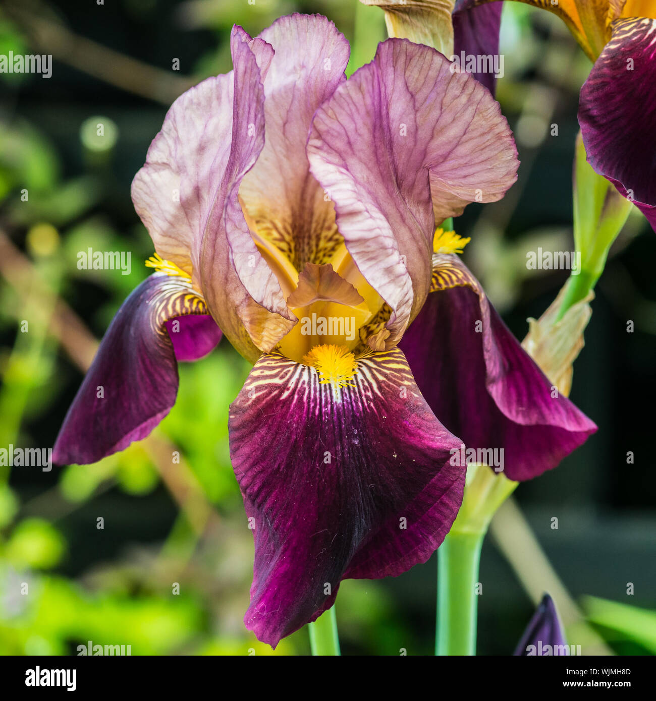 Iris croatica hi-res stock photography and images - Alamy