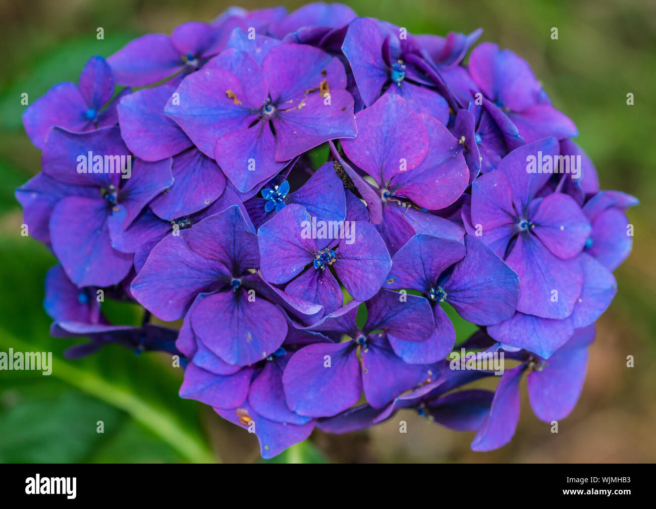 Mophead hydrangea hi-res stock photography and images - Alamy
