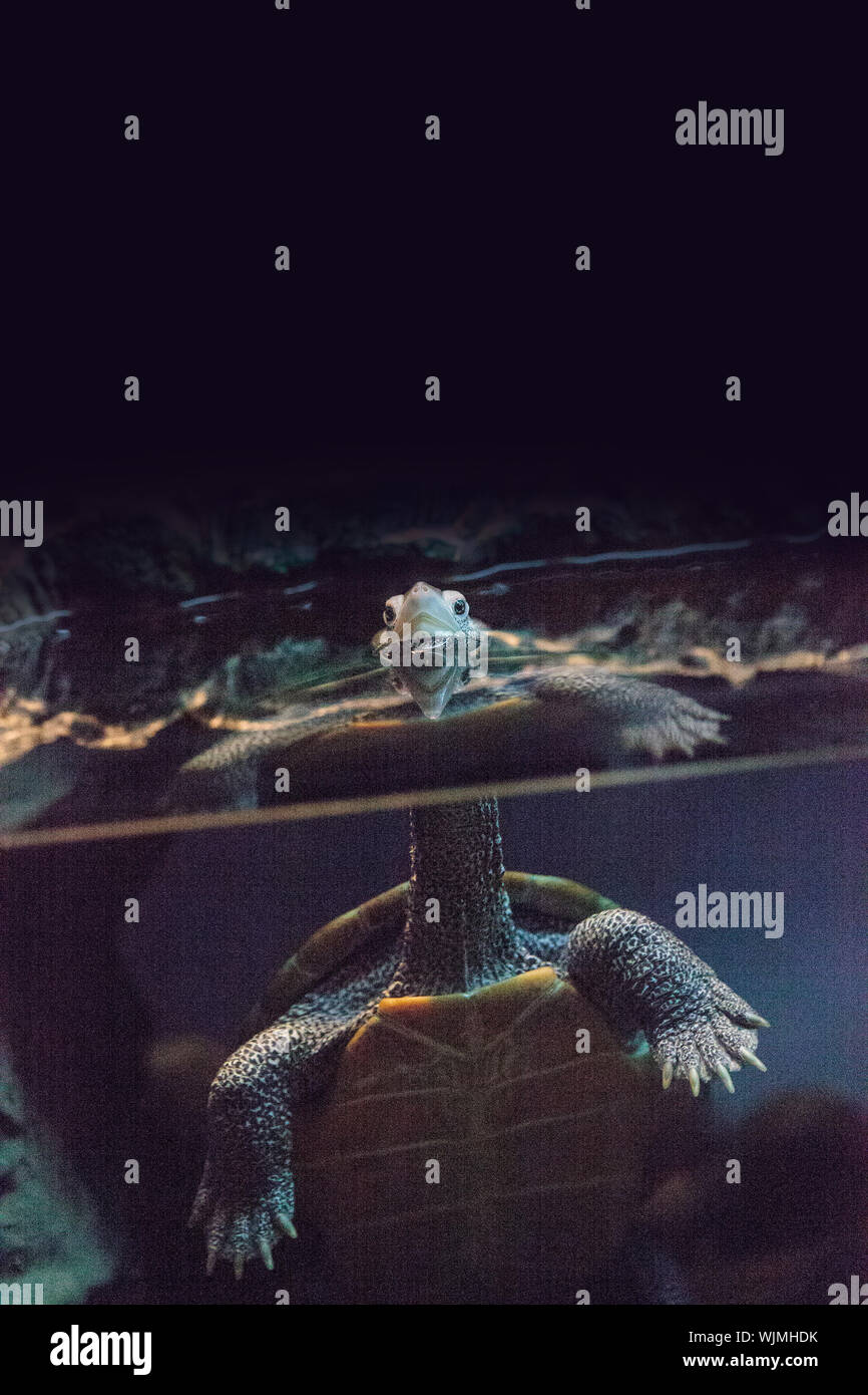 Diamondback terrapin Malaclemys terrapin turtle with a long neck peers ...