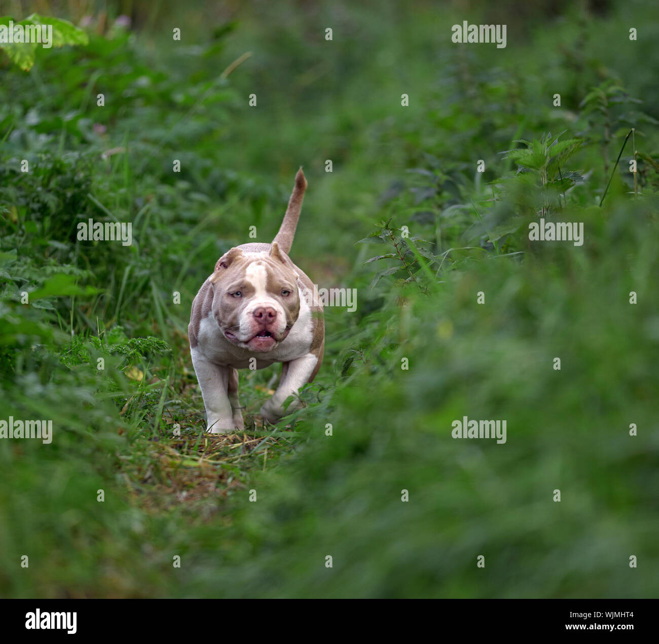american bully dog running on the lawn green grass Stock Photo - Alamy