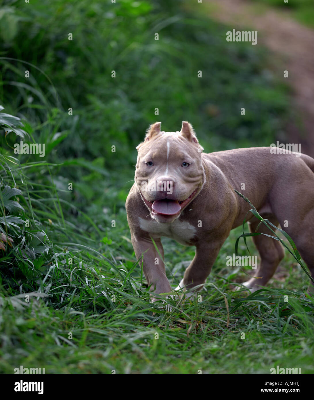 American bully dog hi-res stock photography and images - Alamy