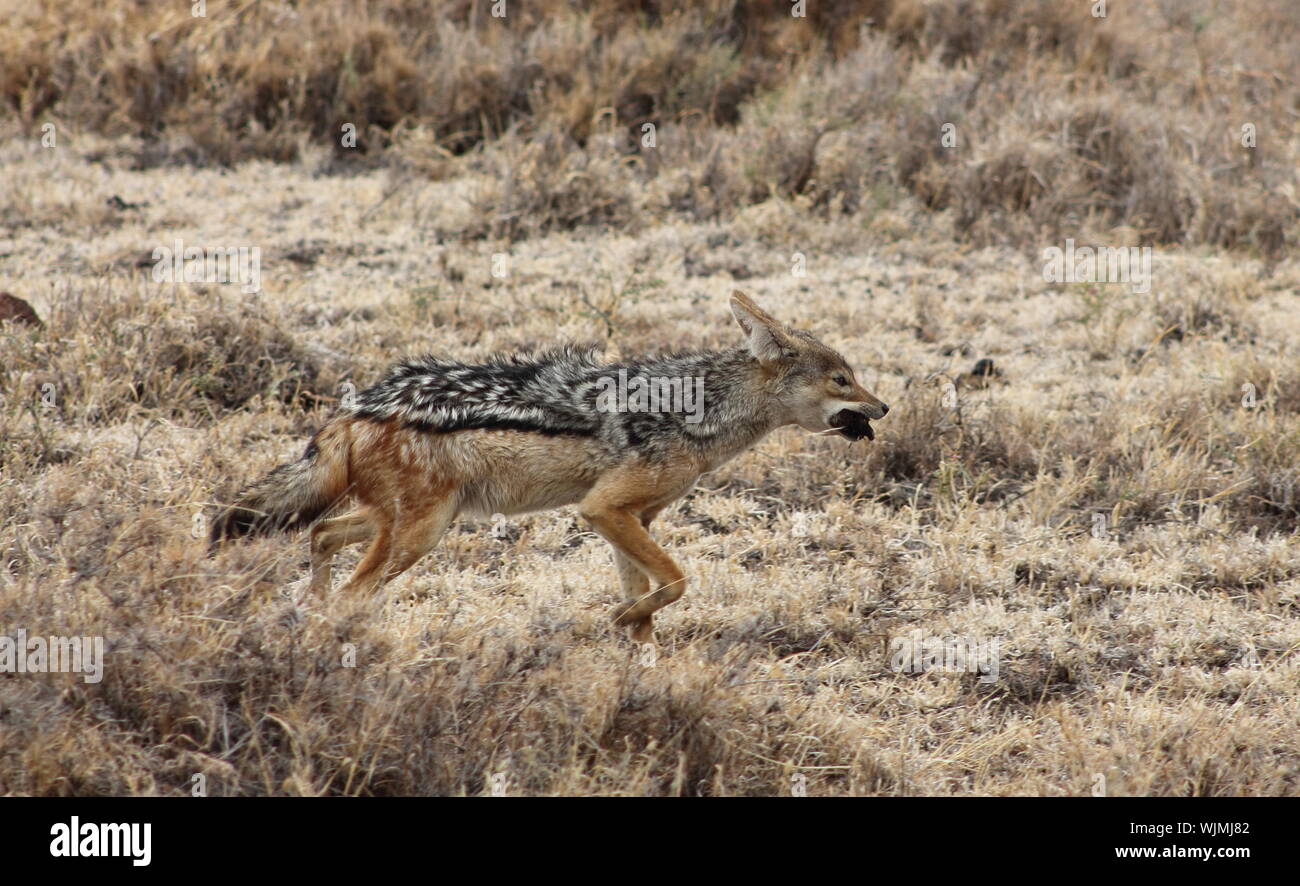 Black Backed Jackal Running High Resolution Stock Photography and ...