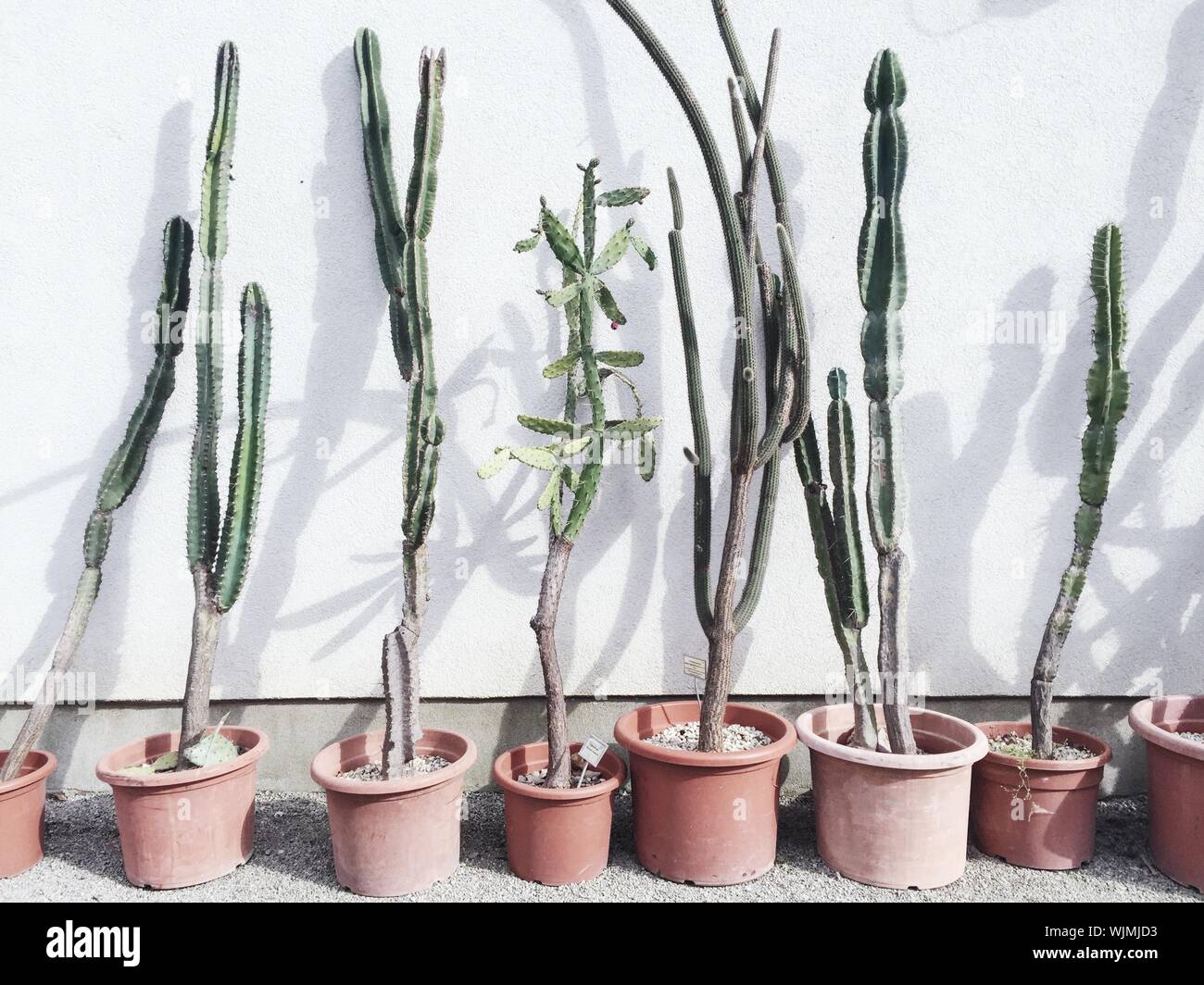 Cacti white hi-res stock photography and images - Alamy