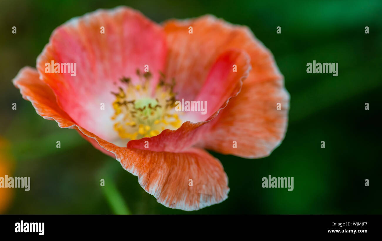 Poppy falling in love hi-res stock photography and images - Alamy