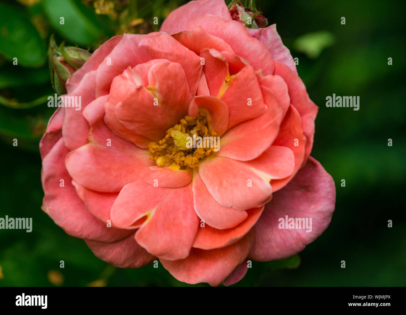 Rosa for a queen hi-res stock photography and images - Alamy